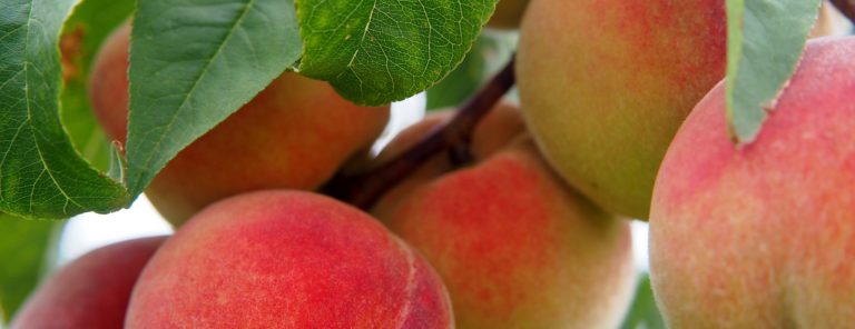 Peach Cider - DIY Hard Cider